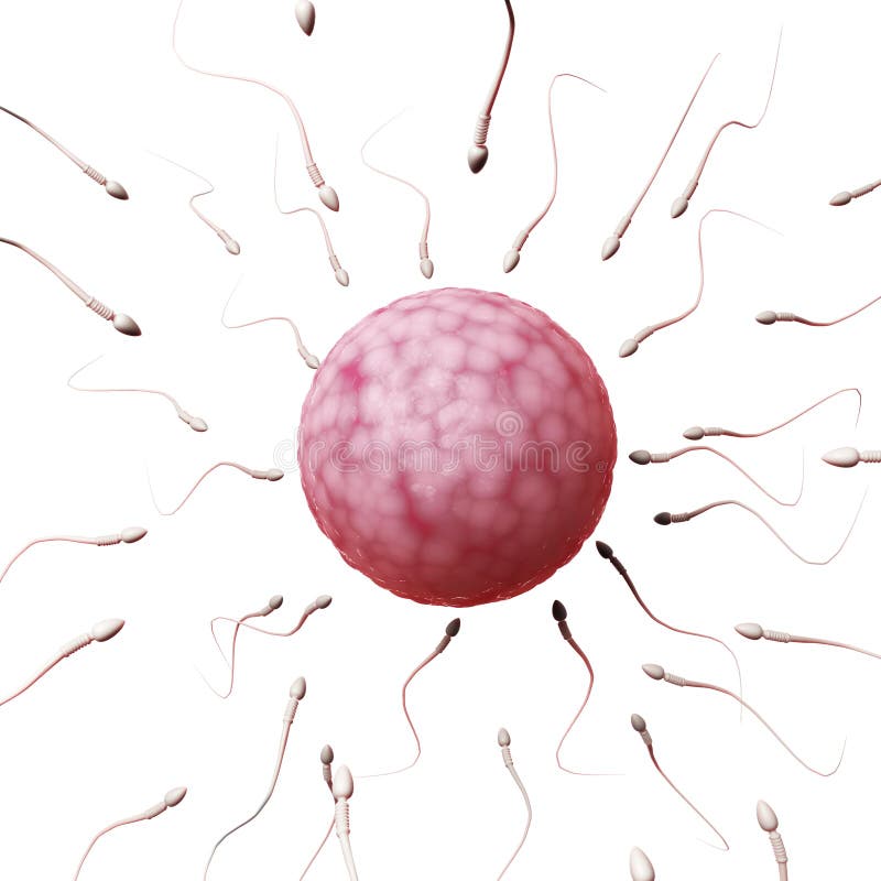 Egg cell and sperm stock illustration. Illustration of semen - 30726607