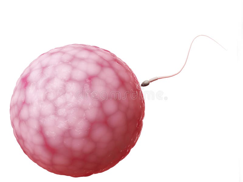 3d Illustration of a Sperm or Male Gamete Stock Illustration ...