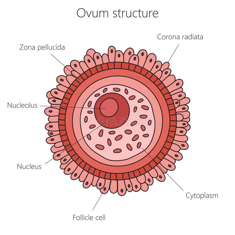 Female Egg Structure Stock Illustrations 345 Female Egg Structure