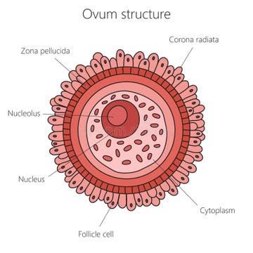 Egg Cell Structure Diagram Medical Science Stock Vector - Illustration ...
