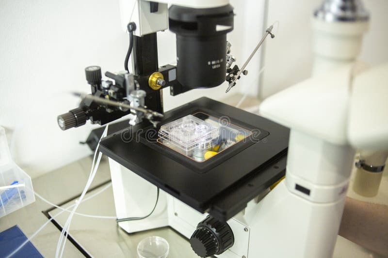 Egg Cells Under a Microscope in a Laboratory Stock Photo - Image of ...