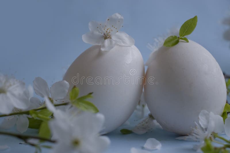 Egg, Cherry Blossoms a Colored Background Seasonal Branch Traditional ...