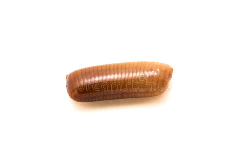 Smooth Cockroach - Symploce Pallens Egg Sacks Stock Photo - Image of ...