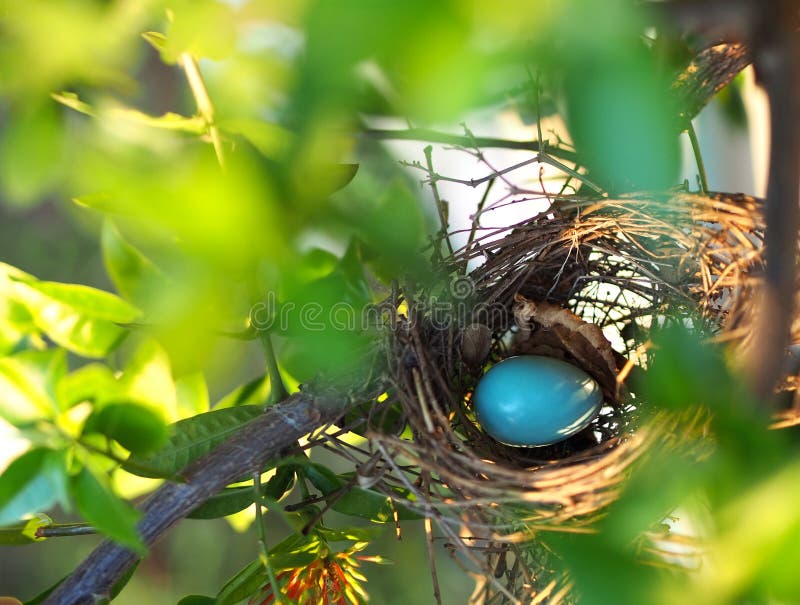 Egg of a Common Myna in a Nest Stock Photo - Image of wildlife, common ...