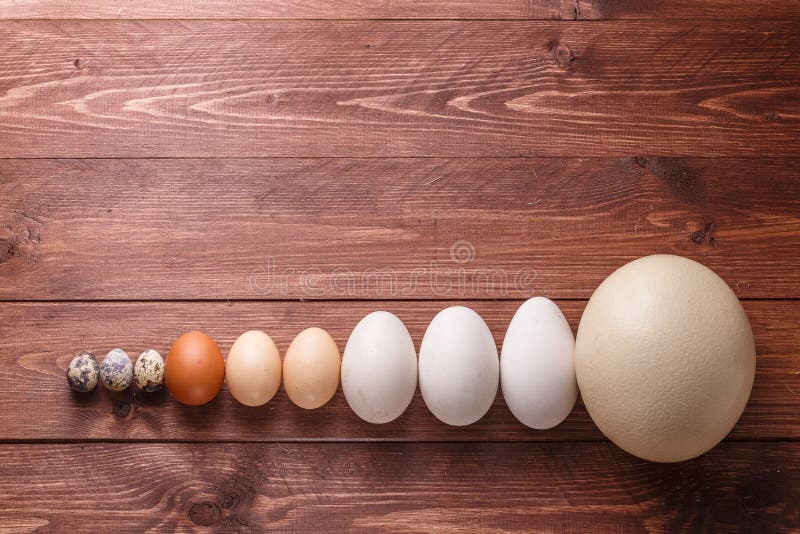 Egg of Different Birds on a Farm Stock Photo - Image of differenteggs ...