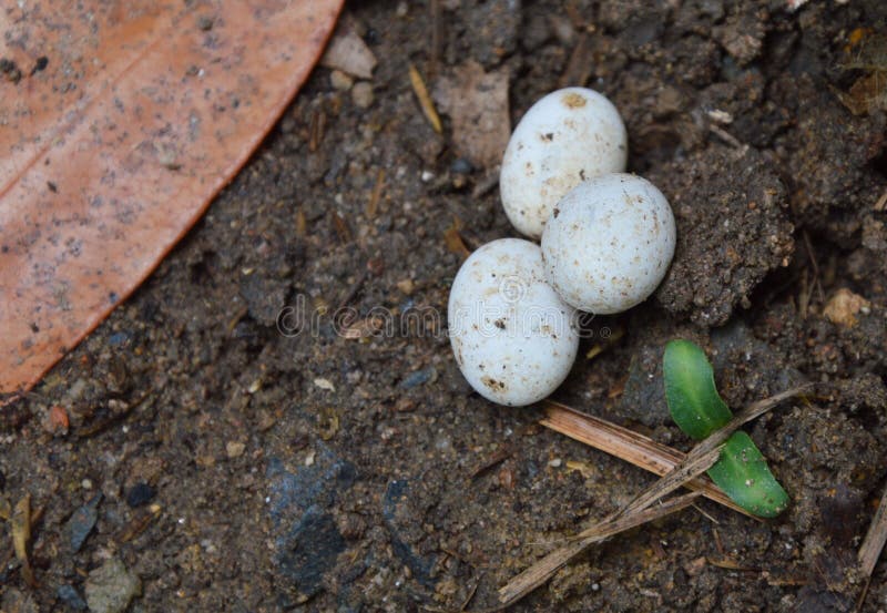 Egg on the dirt ground stock photo. Image of leaf, animal - 54242776