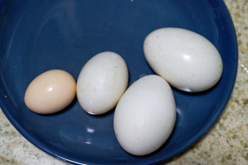 Egg. Duck eggs stock photo. Image of lighting, breakfast - 290125296