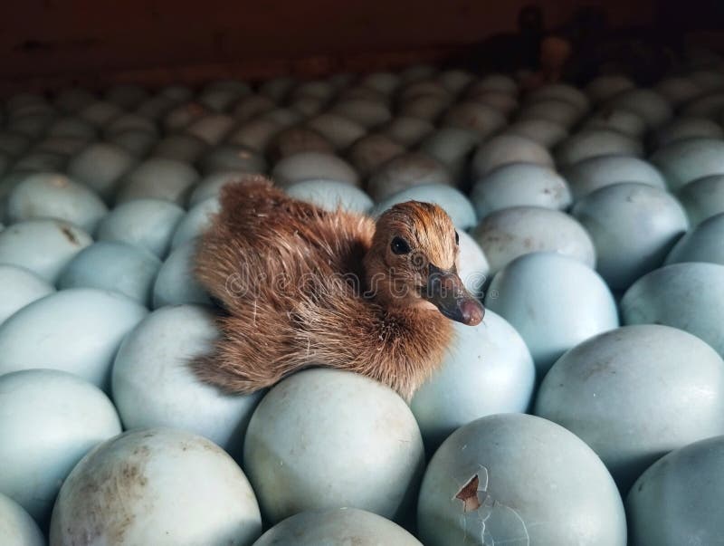 Egg Duck Hatch Procces in a Duck Farm Stock Photo - Image of eggs ...