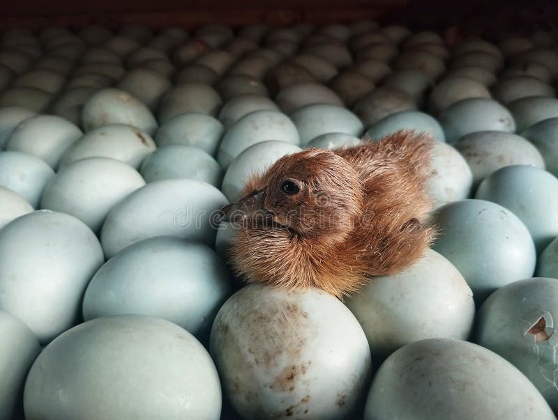 Egg Duck Hatch Procces in a Duck Farm Stock Image - Image of duck ...