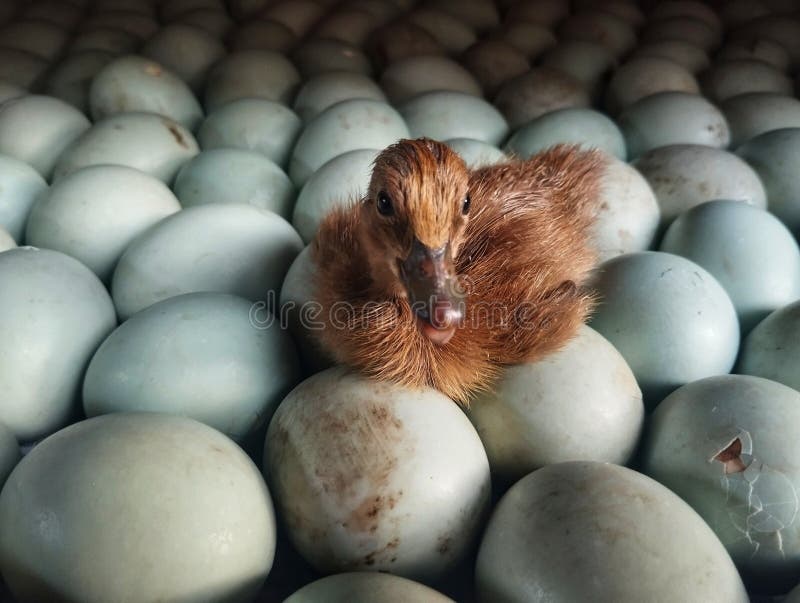 Egg Duck Hatch Procces in a Duck Farm Stock Image - Image of farm, baby ...