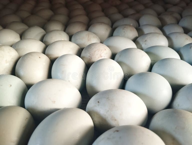 Egg Duck Hatch Process in Duck Farm Stock Image - Image of ducking ...
