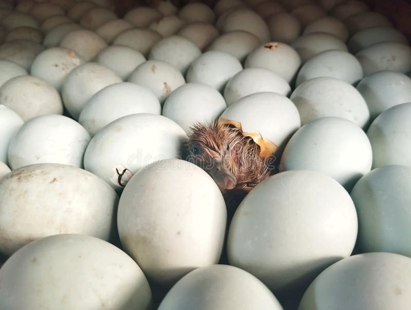 Egg Duck Hatch Process in Duck Farm Stock Image - Image of ducking ...