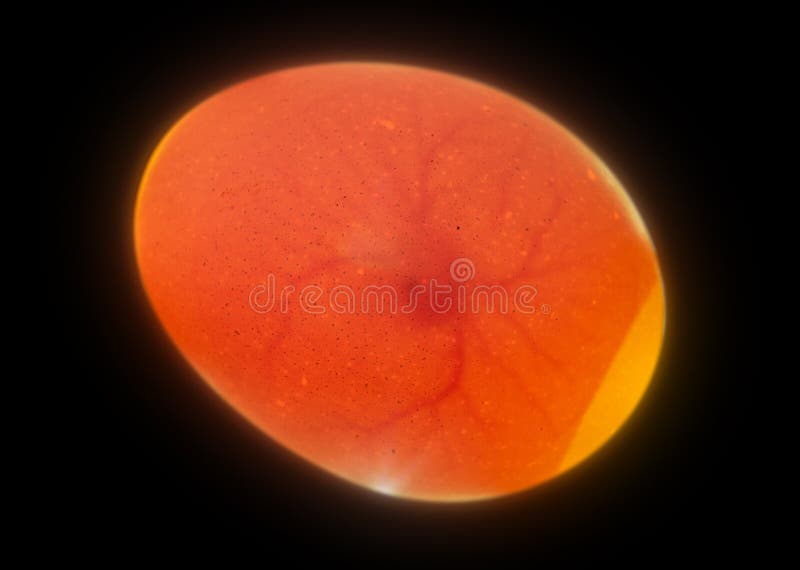 An Egg with a Duckling Embryo Beamed on an Ovoscope Stock Photo - Image ...