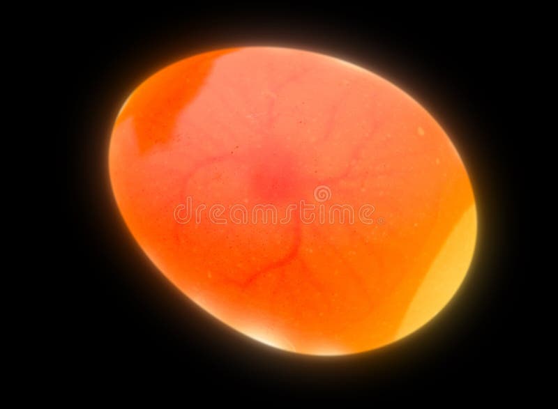 An Egg with a Duckling Embryo Beamed on an Ovoscope Stock Photo - Image ...