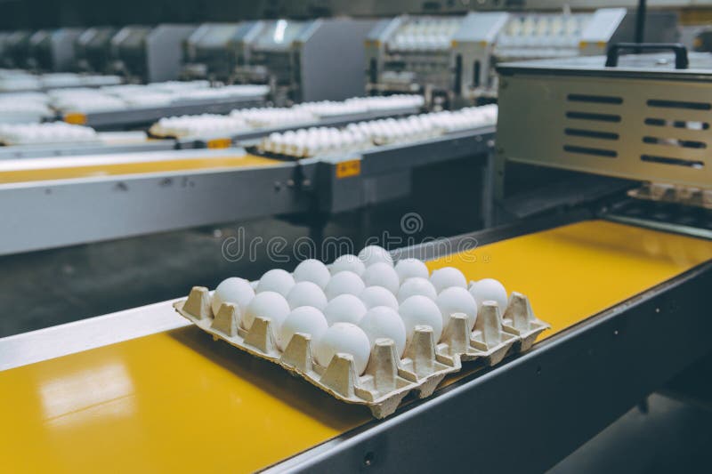Egg Factory Industry Poultry Conveyor Production Stock Photo - Image of ...