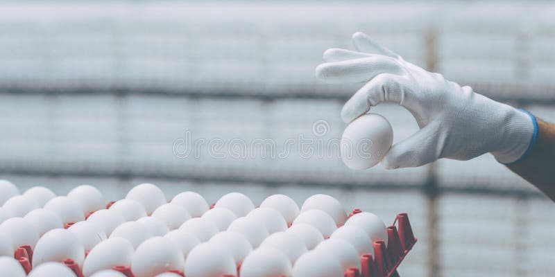 Egg Factory Industry Poultry Conveyor Production Stock Image - Image of ...
