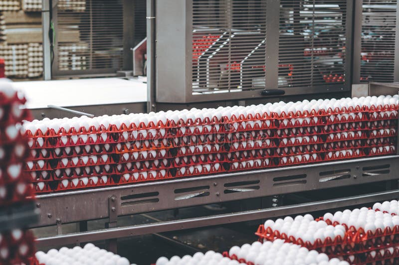 Egg Factory Industry Poultry Conveyor Production Stock Image - Image of ...