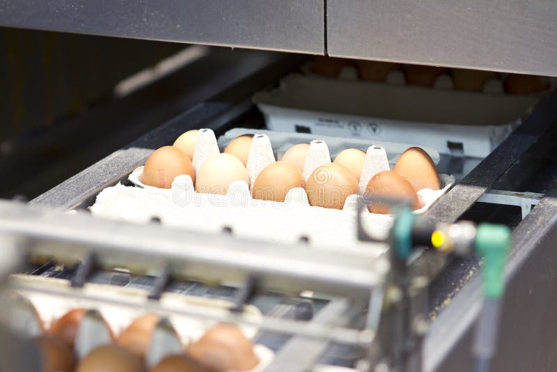 Egg farm stock photo. Image of industry, package, ingredient - 23486402