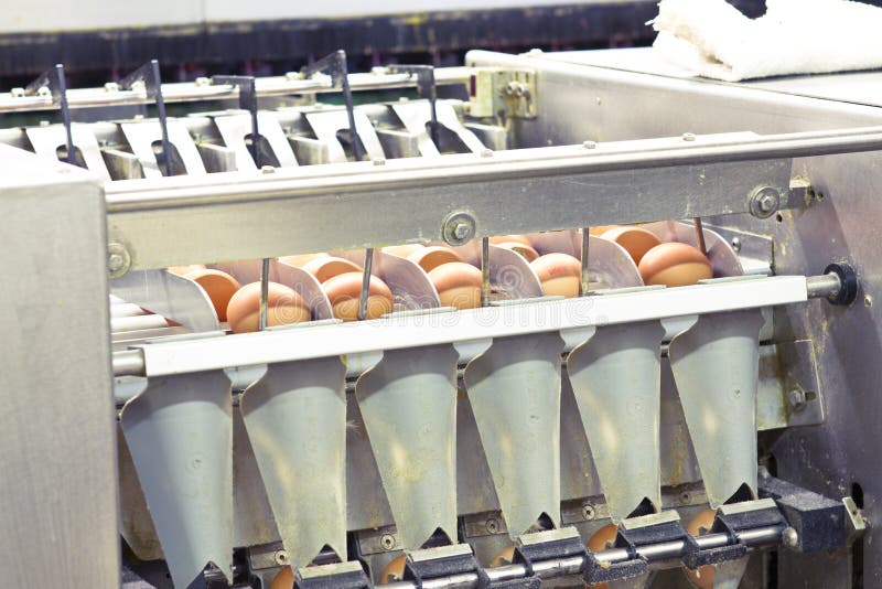 Egg farm stock image. Image of industrial, packaging - 23486461