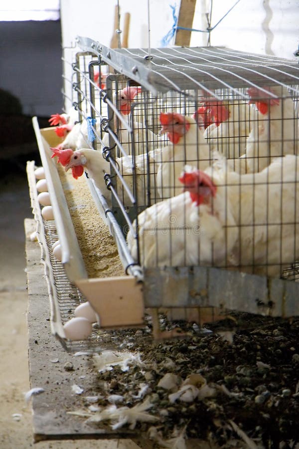 Egg Farm stock photo. Image of hens, chickens, laying - 5791322