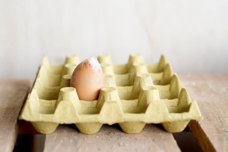 Egg with a Feather in a Cardboard Paper Transport Tray. Packaging for ...