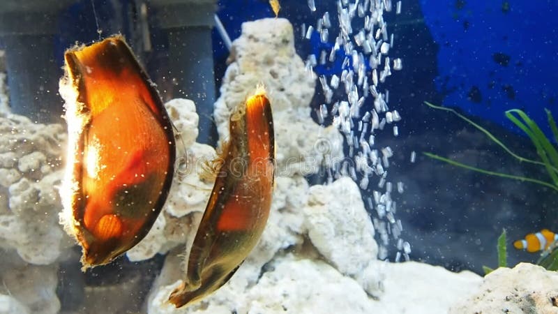 Fish Egg Hatching Showing Embryo Development Stock Video - Video of ...