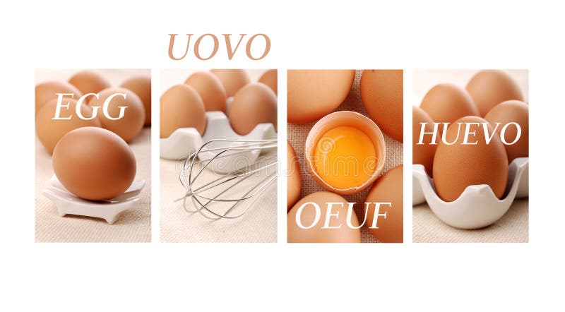 Egg in four languages stock image. Image of meal, group - 24419619