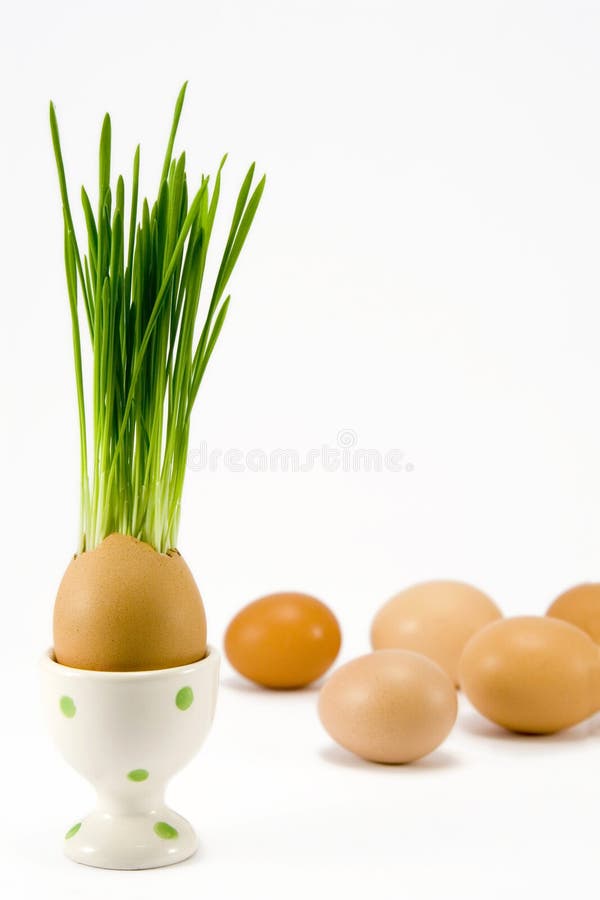 Brown eggs stock photo. Image of hatch, chickens, scrambled - 65829642