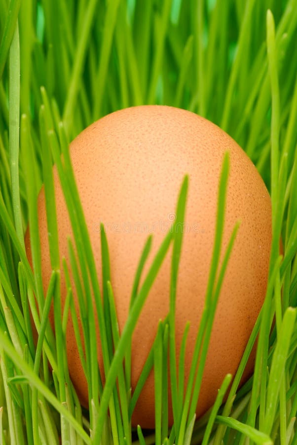 Egg on grass stock image. Image of foliage, object, traditional - 8333101