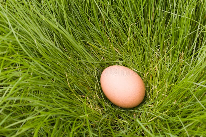 Egg & grass stock photo. Image of close, product, bright - 8645252