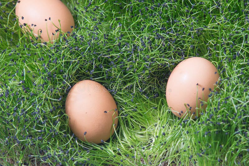 Egg on grass. Easter egg stock photo. Image of organic - 146541222