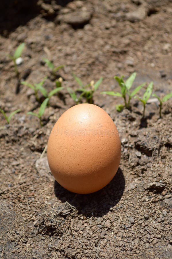 Egg on the ground stock photo. Image of soil, food, ground - 118295004