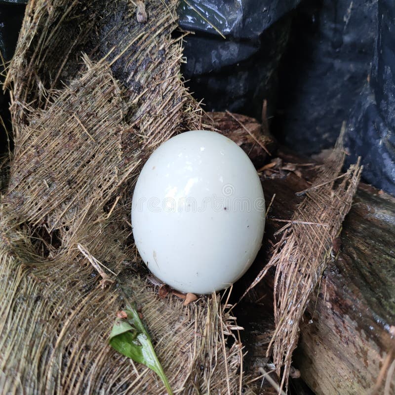 An egg of wild duck stock image. Image of animal, cute - 271004493