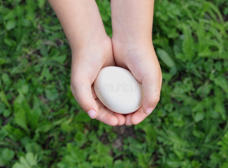 Egg in hands stock image. Image of protection, hands - 20617601