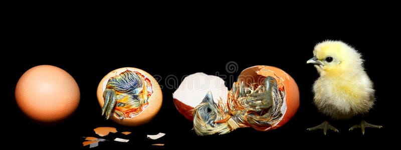 Egg hatching chick stock photo. Image of breed, yellow - 30471080