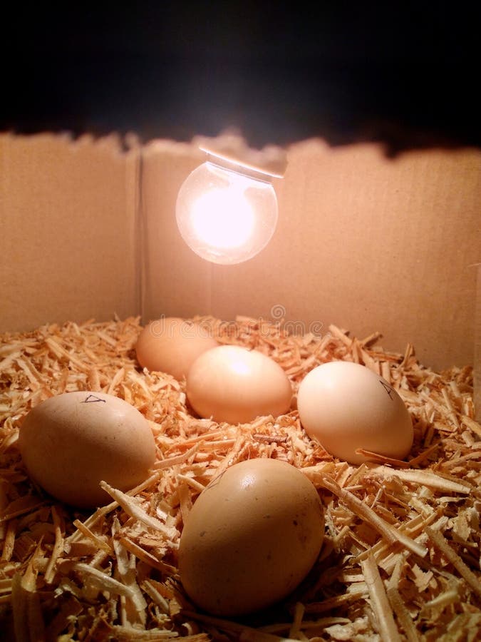 Egg Hatching Project with Incandescent Lamps Stock Image - Image of ...