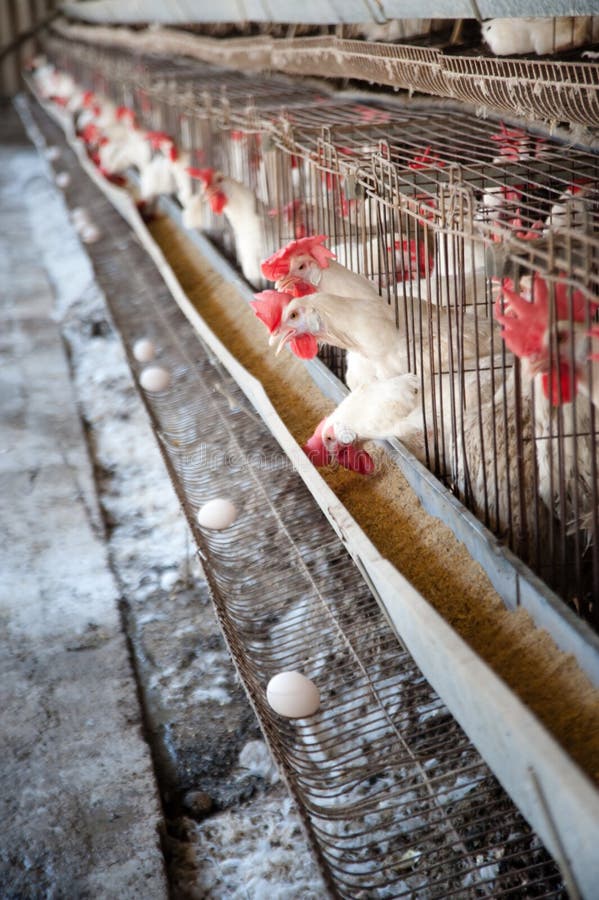 94+ Hen house Free Stock Photos - StockFreeImages