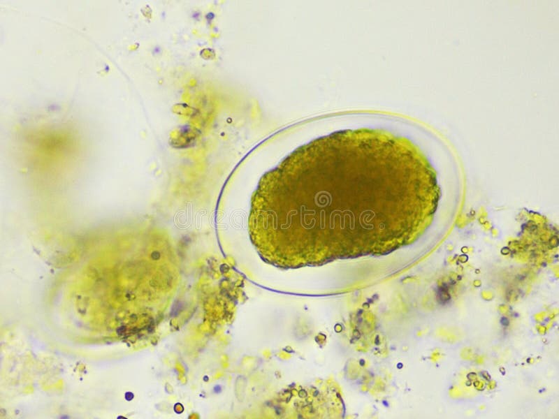 Human Female Egg Microscope