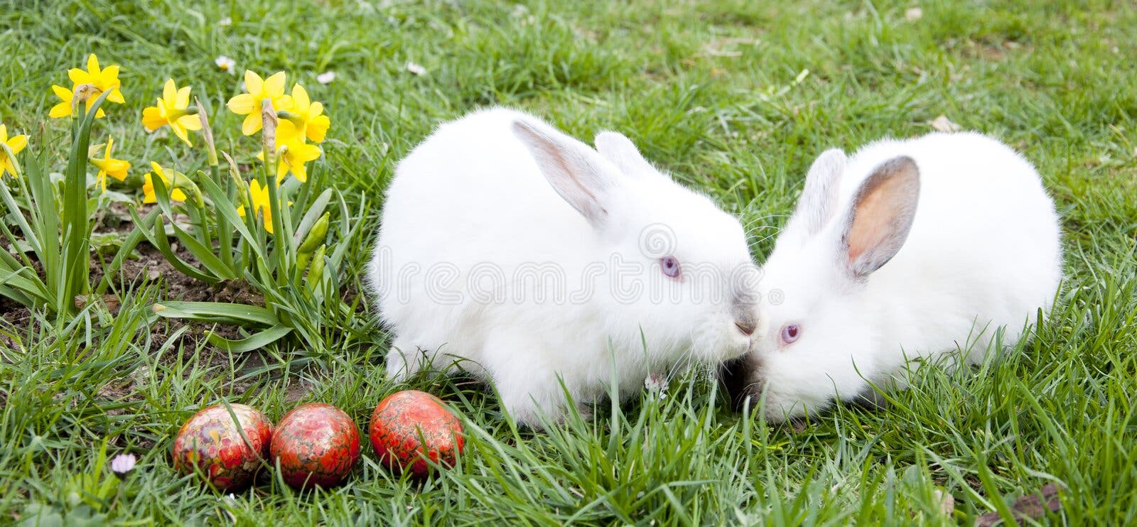 Tired easter bunny stock photo. Image of paint, color - 24091940