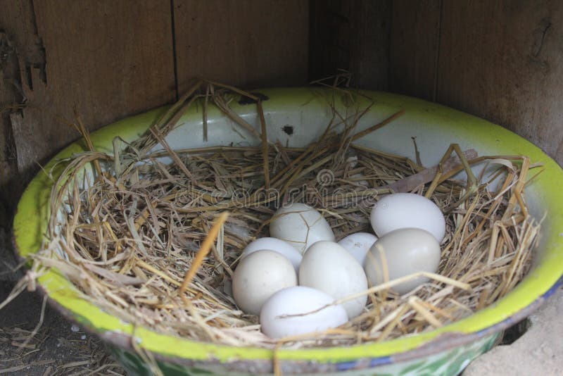 Egg of Indonesian Java Chicken Stock Photo - Image of java, indonesia ...