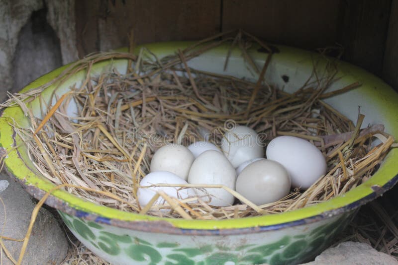 Egg of Indonesian Java Chicken Stock Photo - Image of java, indonesia ...