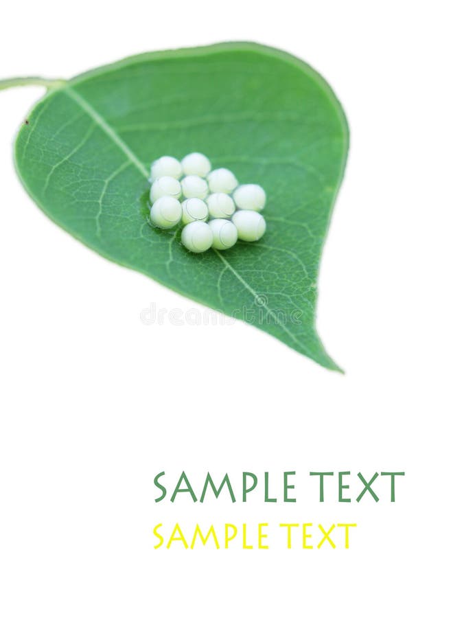 The egg of insect stock illustration. Illustration of leaves - 6657539