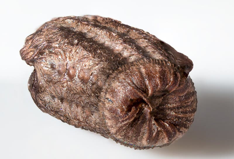 Egg of Insect, Green Walking Leaf, Latin Named Phylliidae, Macro Side ...