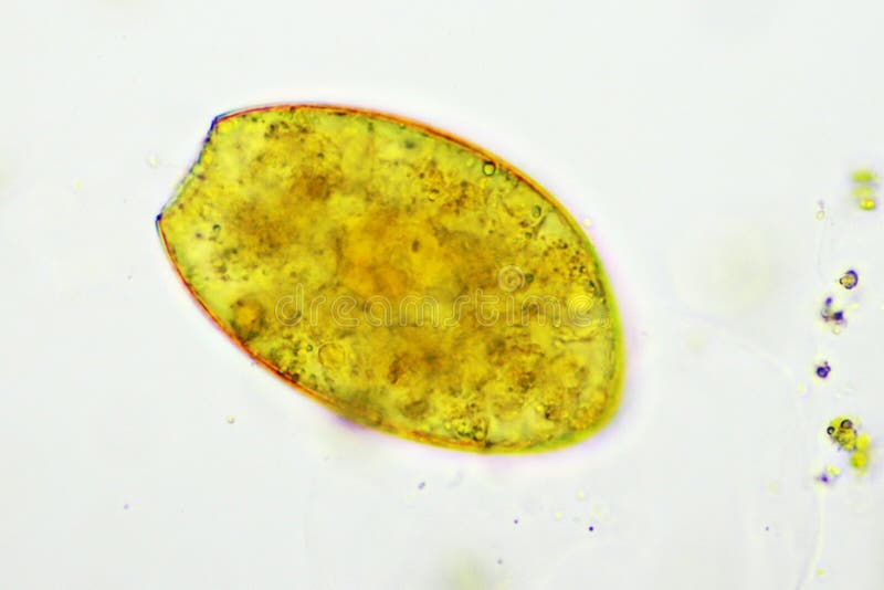 743 Fluke Worm Stock Photos - Free & Royalty-Free Stock Photos from ...