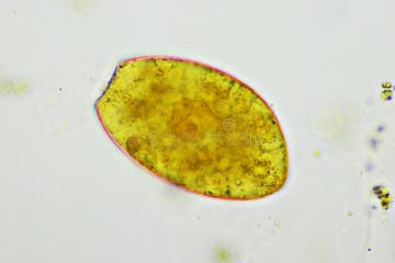 Egg of Intestinal Fluke in Human Stool Stock Photo - Image of liver ...