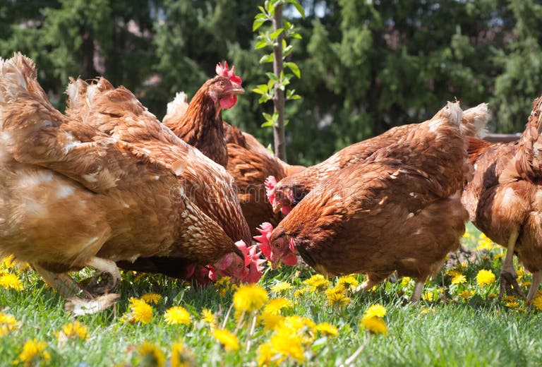 1,167 Rooster Laying Hens Stock Photos - Free & Royalty-Free Stock ...