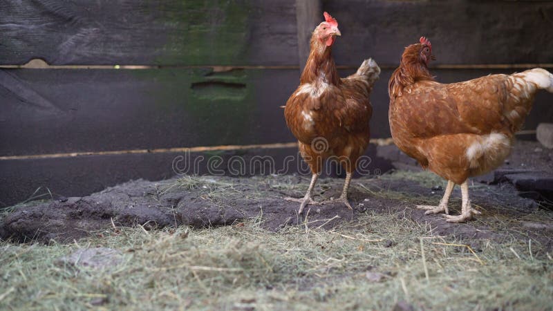 Egg Laying Hens at Free Range Farm. Brown Hens on the Farm in Spring ...