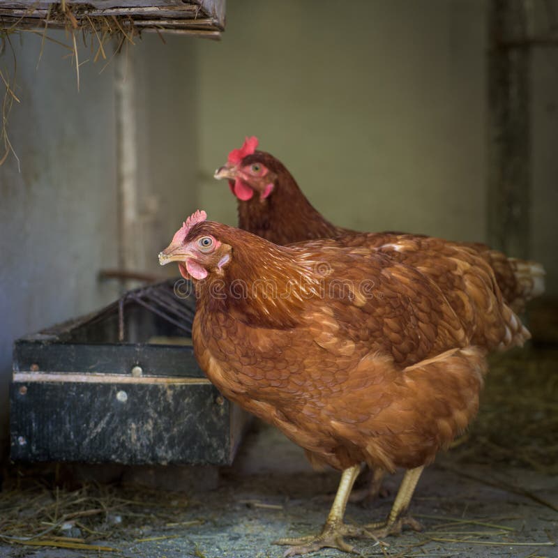 Egg Laying Hens at Free Range Farm Stock Photo - Image of brown, laying ...