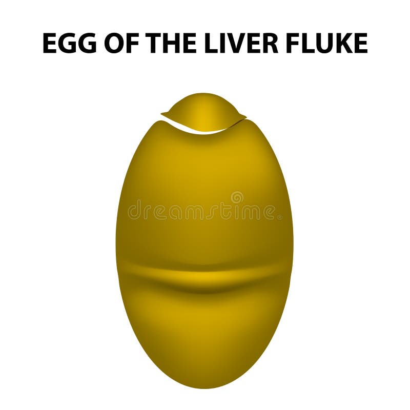 Liver Fluke Structure. Hepatic Fluke. Egg Trematodes Structure. Set ...