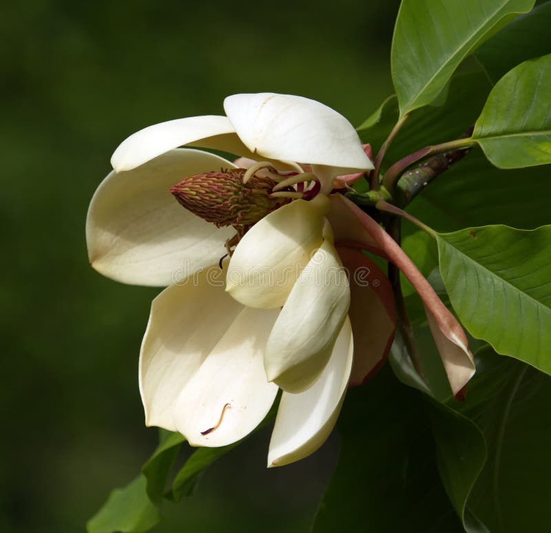 Magnolia Liliifera Flower with Leaves, Egg Magnolia Flower Isolated on ...
